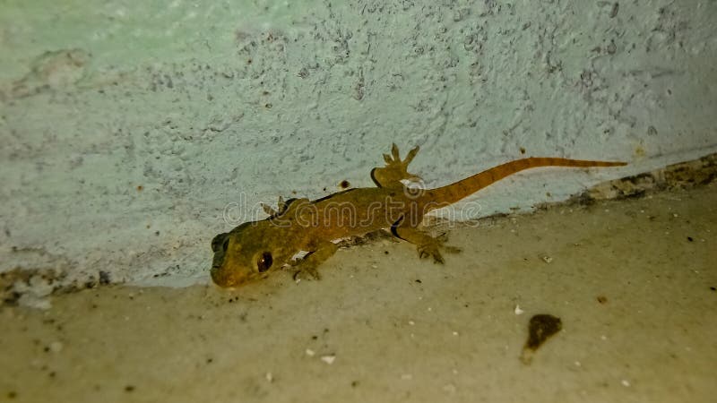 The Tiny Gecko that Lived in My Kitchen. Stock Photo - Image of animal ...
