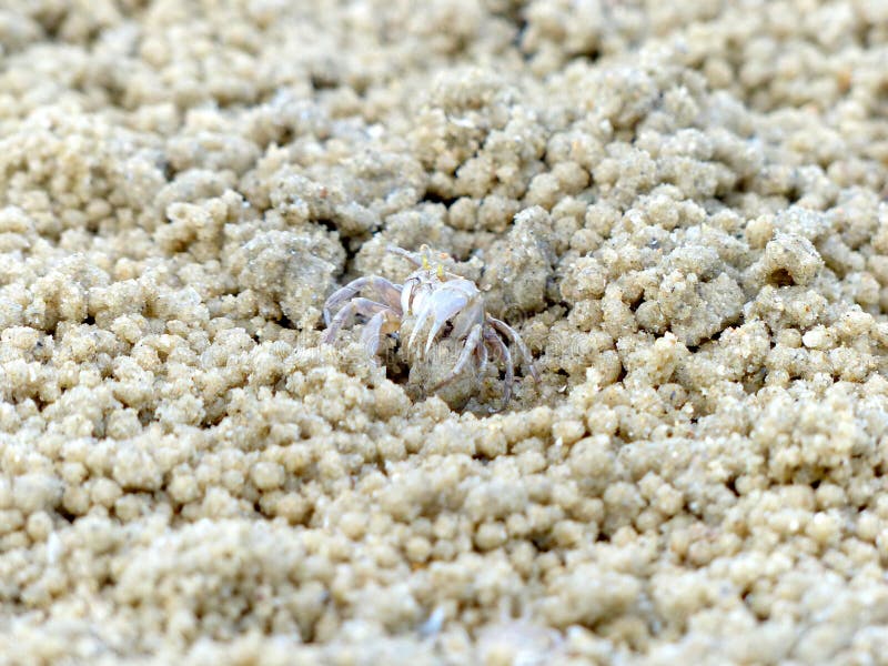 Tiny Ghost Crabs Digging Holes in the Sand Stock Image - Image of round ...
