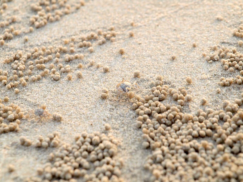 Tiny Ghost Crabs Digging Holes in the Sand Stock Photo - Image of ...