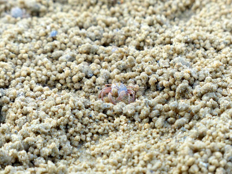 Tiny Ghost Crabs Digging Holes in the Sand Stock Photo - Image of ...