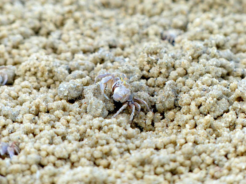 Tiny Ghost Crabs Digging Holes in the Sand Stock Image - Image of crab ...