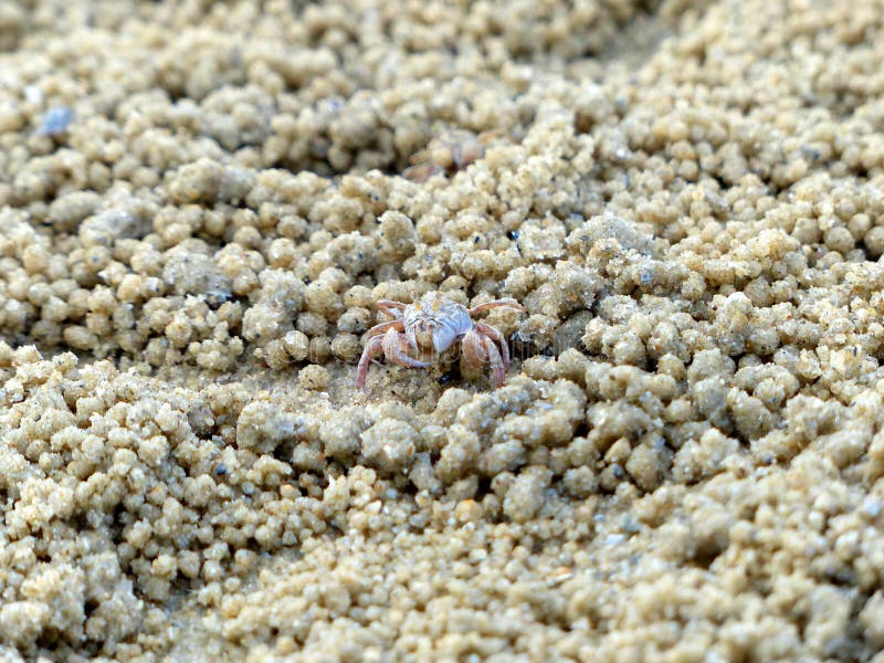 Tiny Ghost Crabs Digging Holes in the Sand Stock Photo - Image of ...
