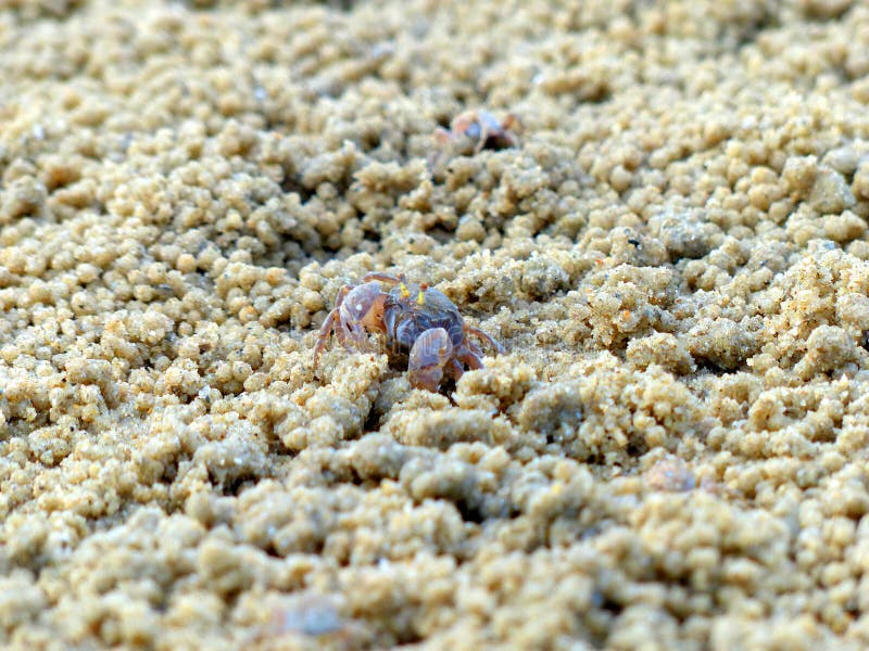 Tiny Ghost Crabs Digging Holes in the Sand Stock Photo - Image of small ...