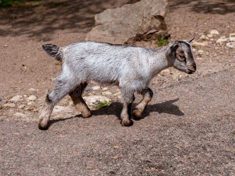 Tiny Goat - a Few Days after Birth Walking on a Sunny Day, a Tiny ...