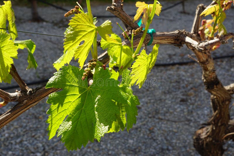 Tiny Grapes Grow on a Grapevine Stock Photo - Image of brown, buds ...