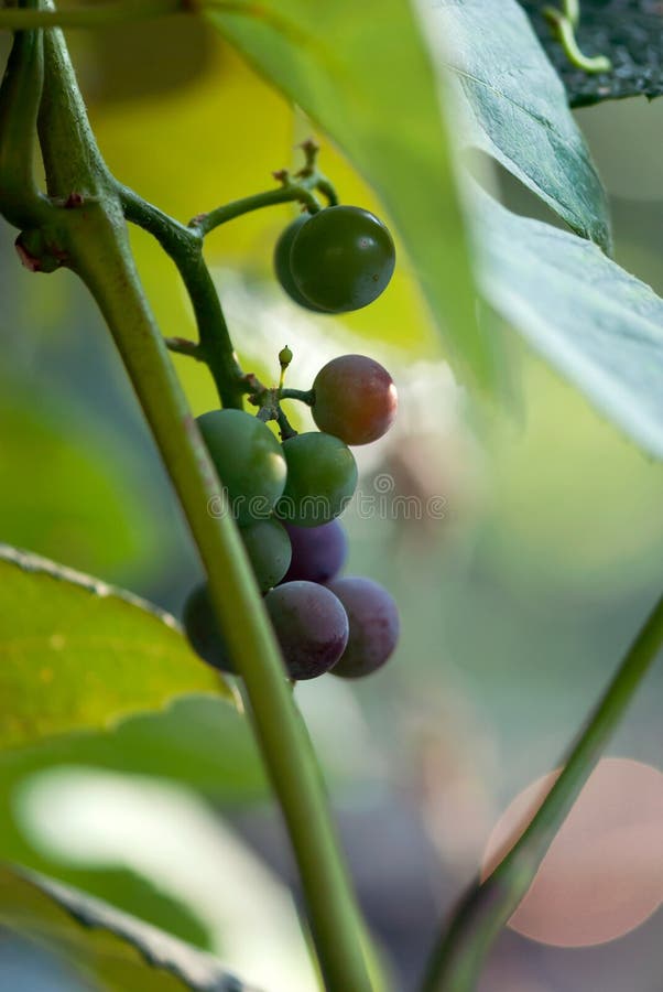 Tiny Grapes on Vine stock image. Image of health, healthy - 150235655