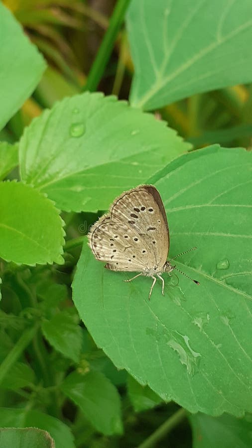 A Tiny Grass Blue Butterfly on a Green Leaf Stock Photo - Image of ...