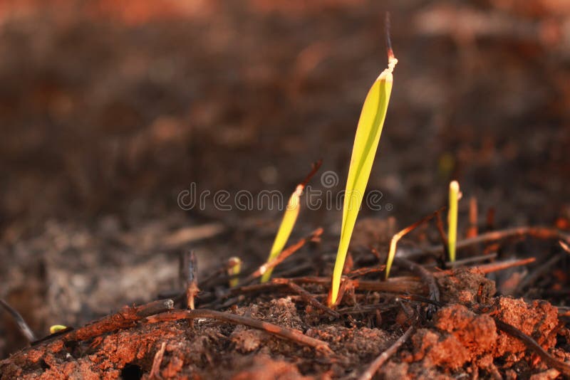 Burned Tiny Grass after Fire, Trying To Grow Up Stock Photo - Image of ...