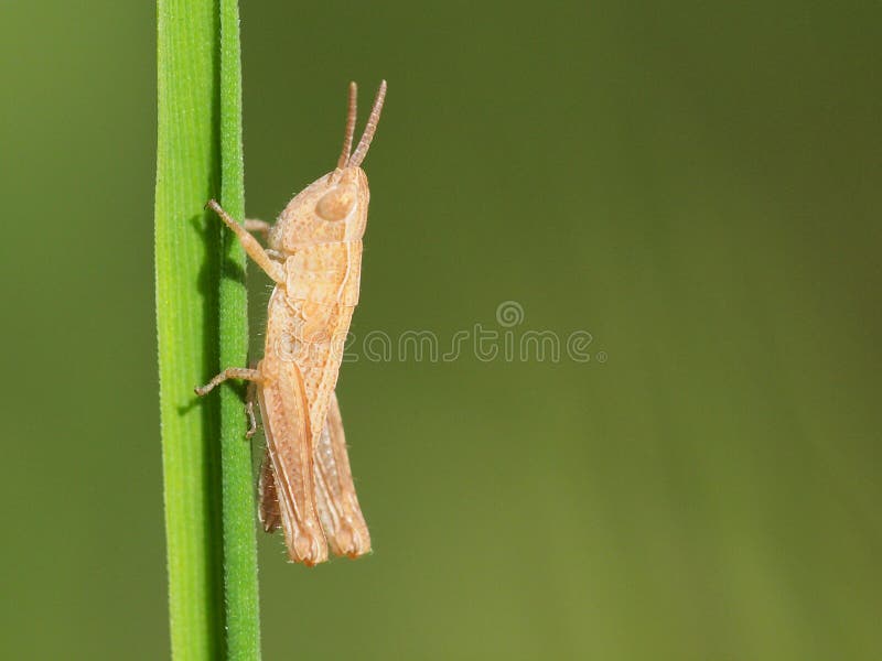 Tiny grasshopper stock photo. Image of grasshopper, insect - 25891162