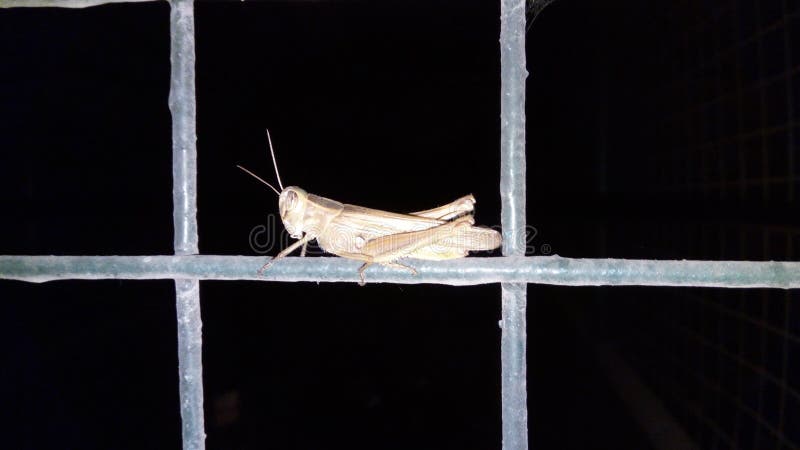 Grasshopper at night stock photo. Image of wildlife - 184233494