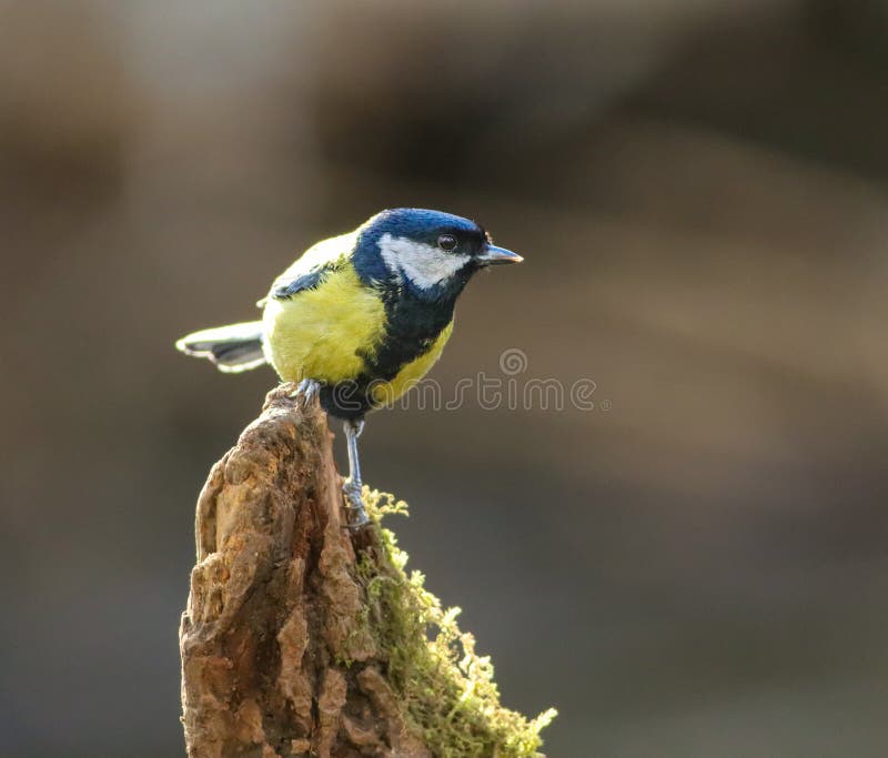 Tiny Great Tit Sits on a Tree Stump Against a Blurred Backdrop Stock ...
