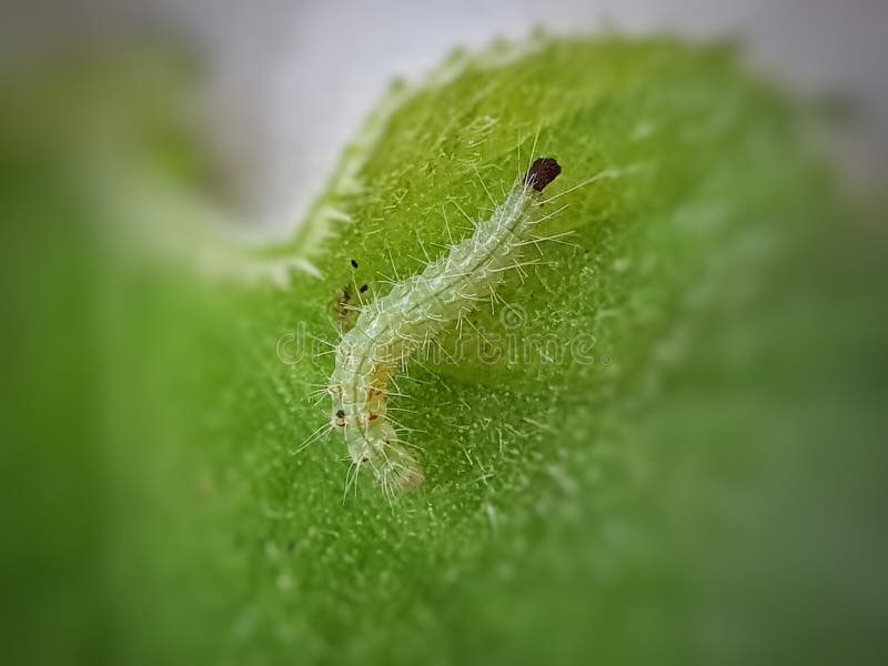 Larvae and Pupa of Plume Moth in Jure on Bottle Gourd. Stock Photo ...