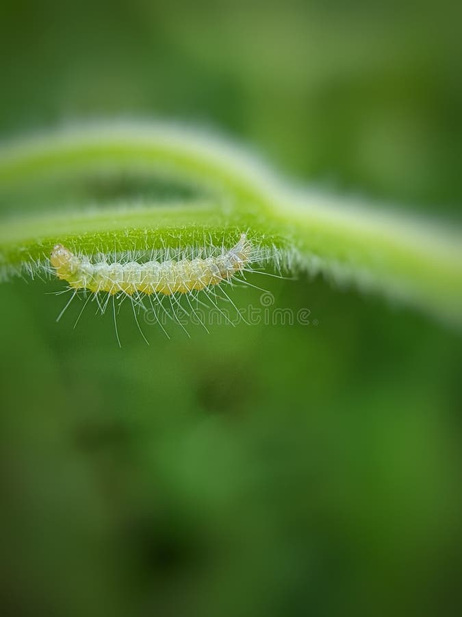 Larvae and Pupa of Plume Moth in Jure on Bottle Gourd. Stock Photo ...