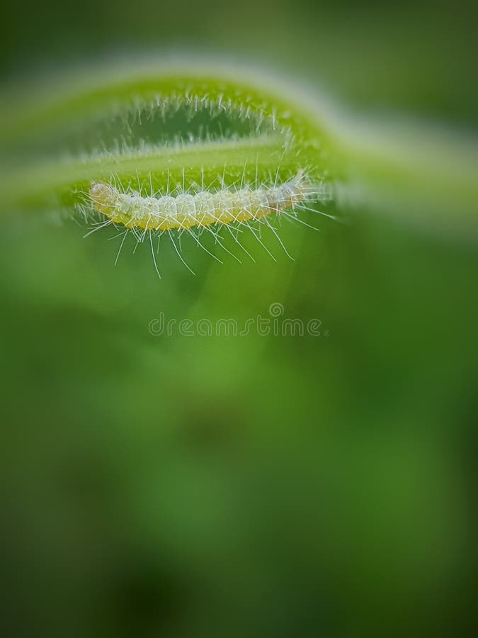 Larvae and Pupa of Plume Moth in Jure on Bottle Gourd. Stock Photo ...