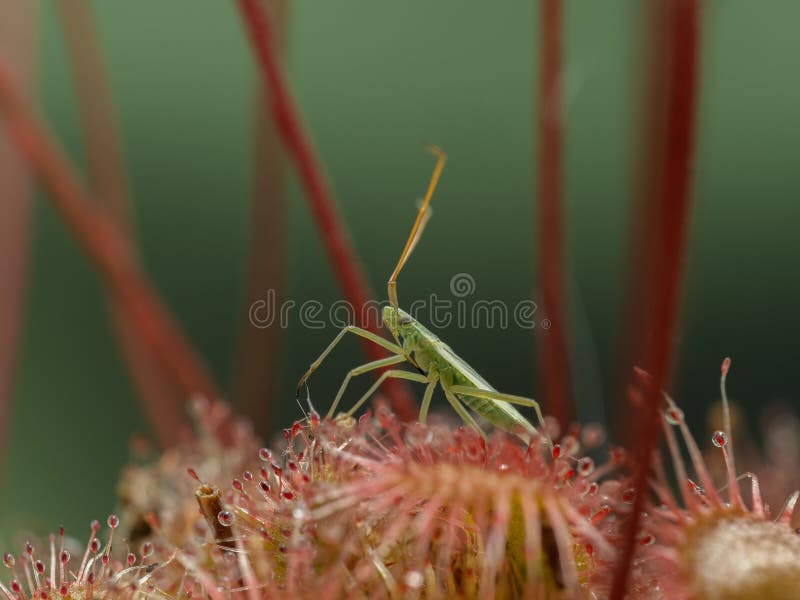 P6011208 Closeup of a Tiny Bug Trapped by a Spoon-leaved Sundew ... P6011208 Closeup of a Tiny Bug Trapped by a Spoon-leaved Sundew ...
