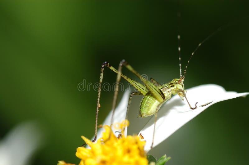 Tiny Green Color Grasshopper Picture. Image: 2684694