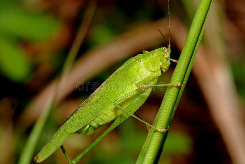 Tiny Green Color Grasshopper Picture. Image: 2818278