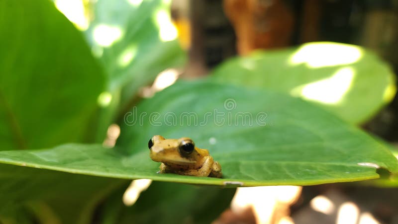 Tiny green frog stock photo. Image of beetle, amphibian - 331819304