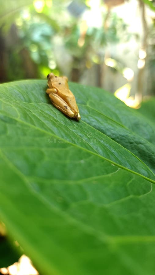 Tiny green frog stock image. Image of yellow, katak - 331819341