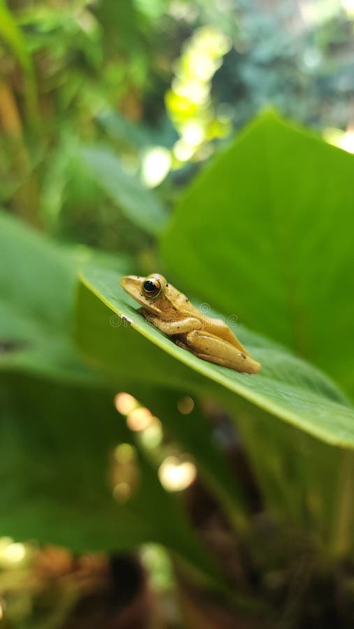 Tiny green frog stock image. Image of wide, invertebrate - 331819369