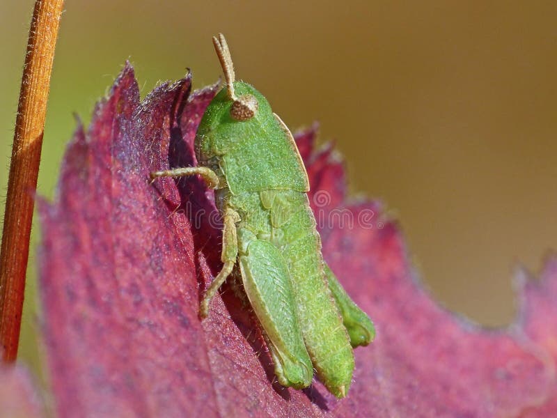 Grasshopper in fall garden stock image. Image of green - 77590055