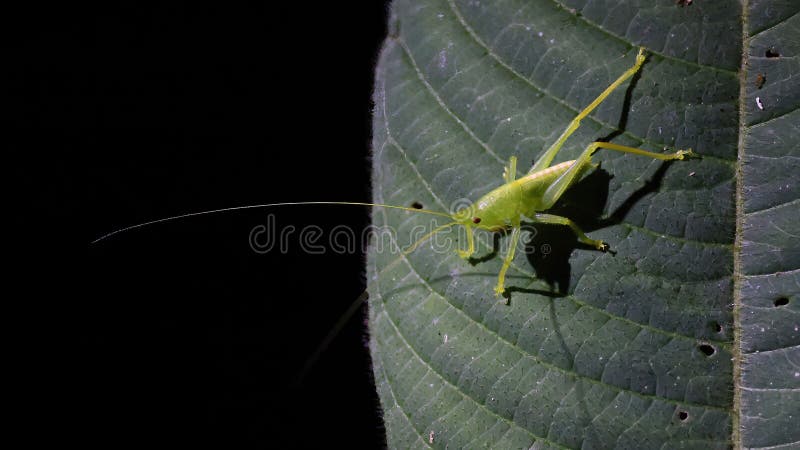 Katydid on a Leaf in Nighttime, Costa Rica Stock Photo - Image of plant ...