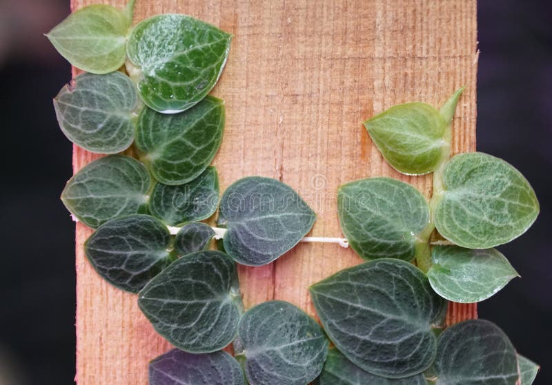 Tiny Green Leaves of Rhaphidophora Cryptantha, a Shingling Tropical ...
