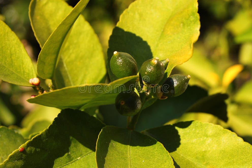 Tiny Green Lemons on Branches of a Lemon Tree Stock Image - Image of ...
