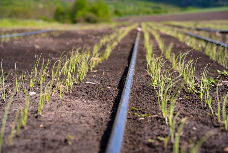 Tiny Green Onions Sown in the Field in Early Spring Stock Image - Image ...