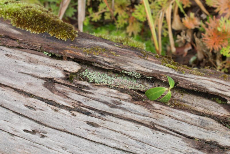 Tiny Green Plant on the Old Timber. Stock Photo - Image of flora ...