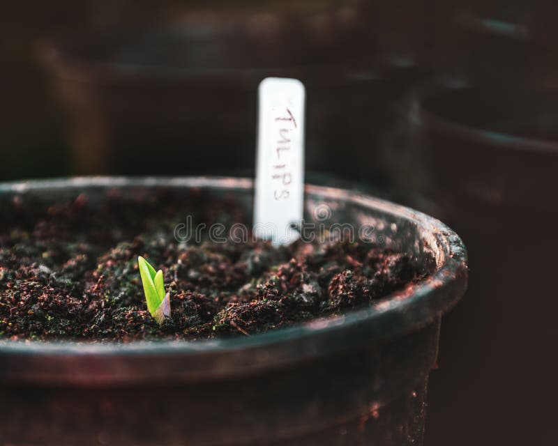 Plant shoot stock photo. Image of plant, nature, botany - 9250284