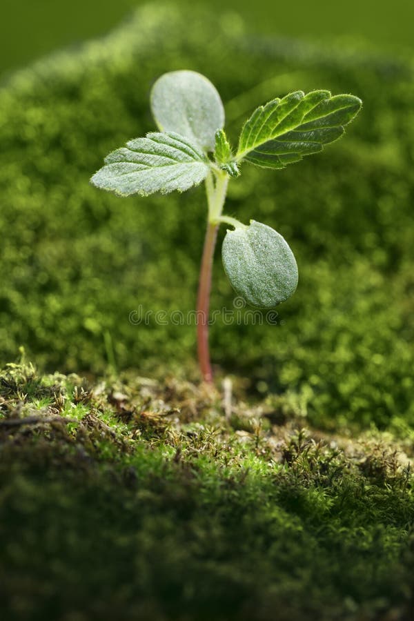 Tiny green sprout stock image. Image of outdoor, foliage - 122412267