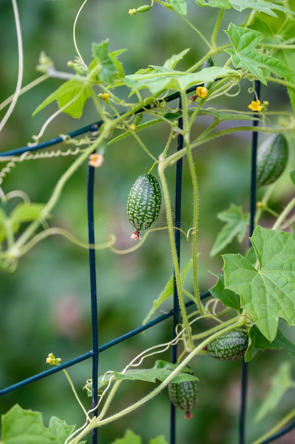 Tiny Green Squash Growing on Delicate Vines Supported on a Dark Green ...