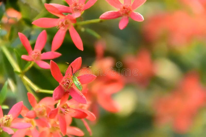 Stink Bug on Pink Flowers stock image. Image of leaf - 137551151