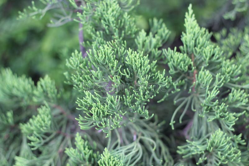 Tiny Green Tree Branches stock photo. Image of growing - 188818164