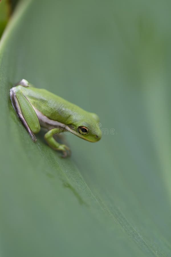 Baby Green Tree Frog - Hyla Cinerea Stock Photo - Image of cream, frog ...