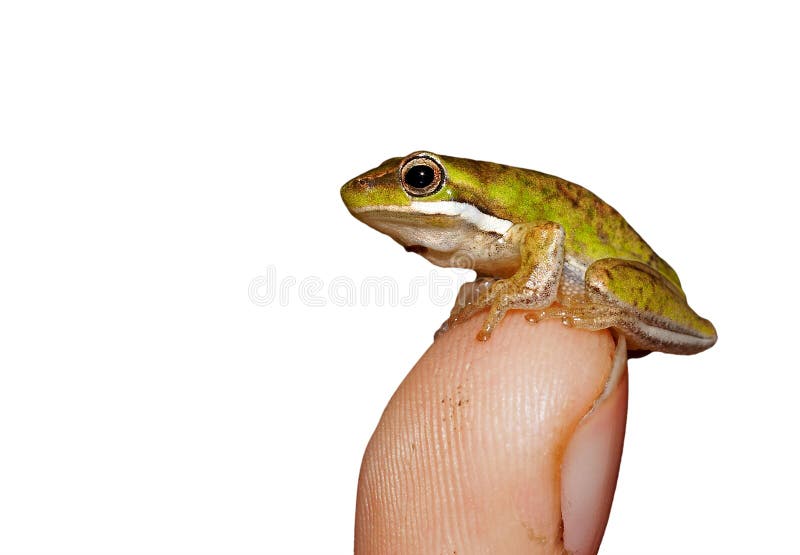 Tiny Green Tree Frog on White Stock Photo - Image of look, macro: 3911654