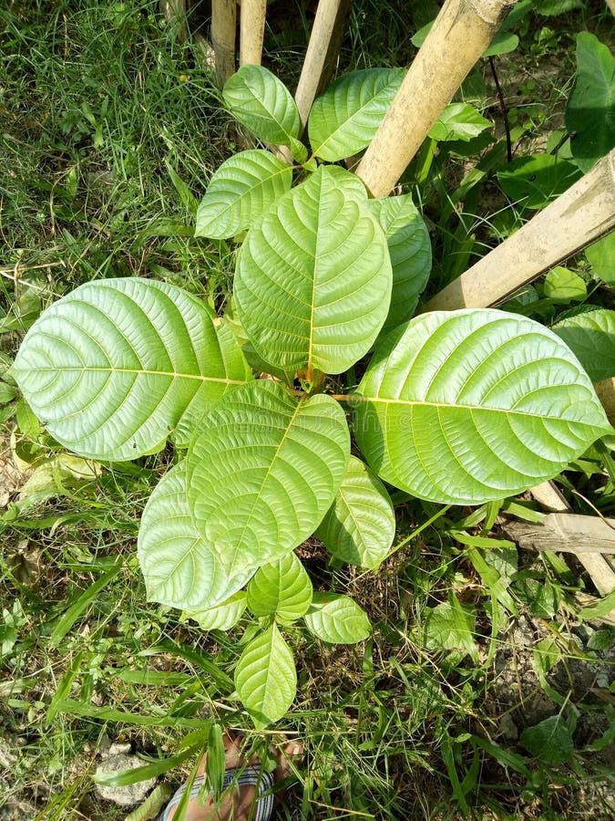 Tiny Green Tree Soo Cute and Beautiful Stock Photo - Image of green ...