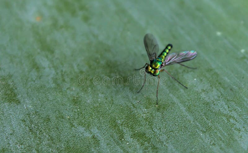 Tiny Green Winged Insect on a Leaf Stock Photo - Image of distictive ...
