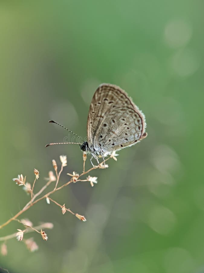 Tiny Gress blue stock photo. Image of animal, insect - 379828848