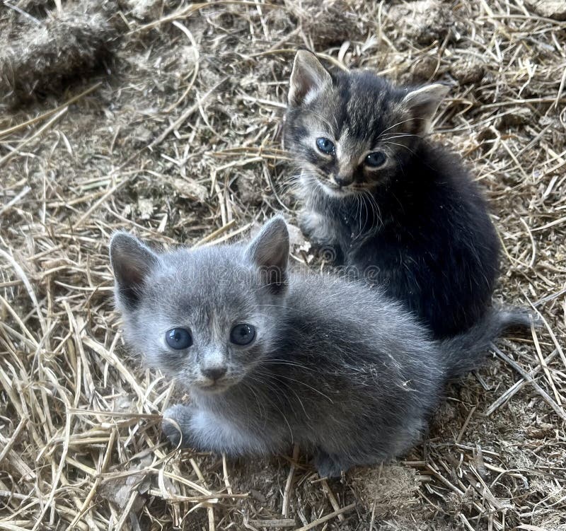 2 tiny grey kittens stock photo. Image of tiny, mammal - 280111898