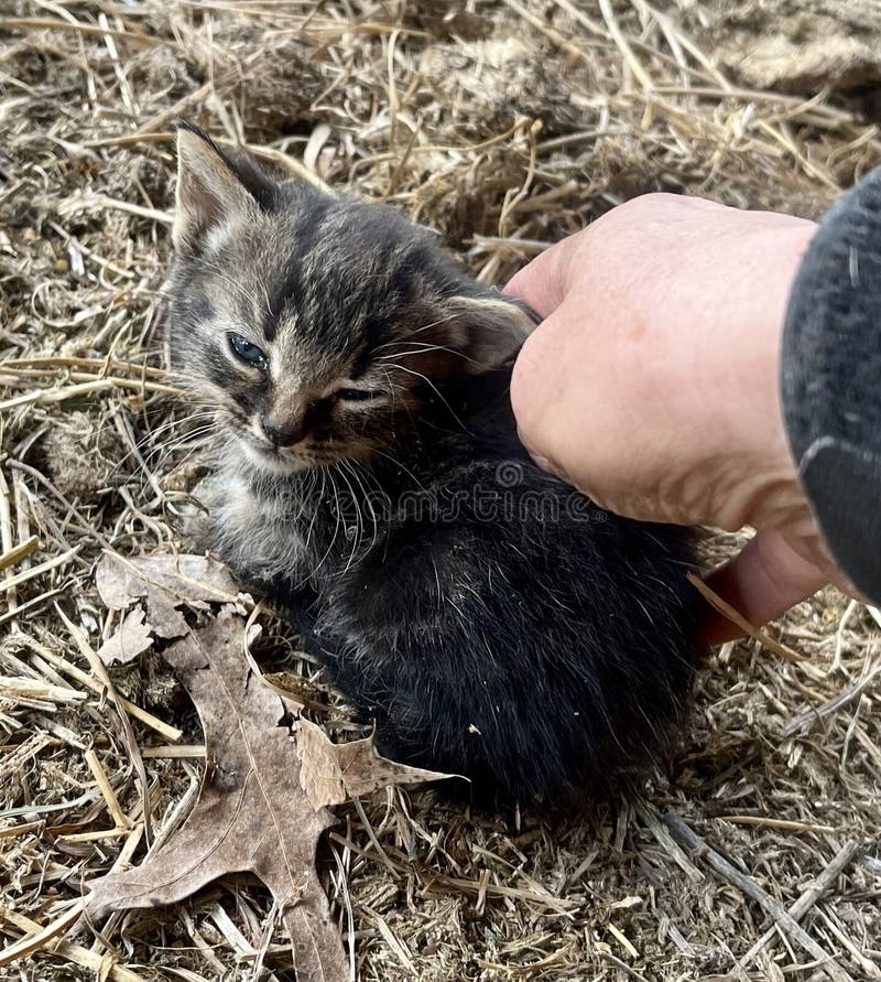 A Tiny Grey Rescue Kitten with Hand Petting Stock Image - Image of ...