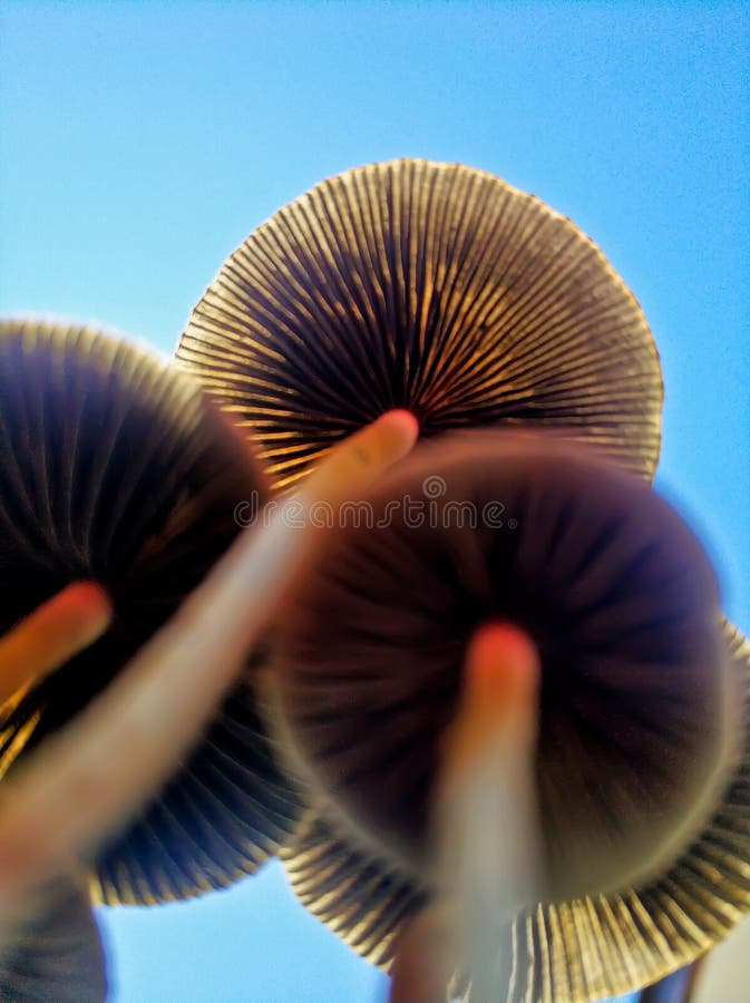 Tiny Group of Mushrooms from Below View Stock Image - Image of shot ...