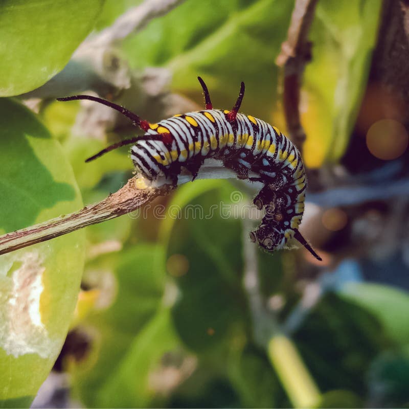 Tiny haired Caterp stock photo. Image of selectively - 185773962