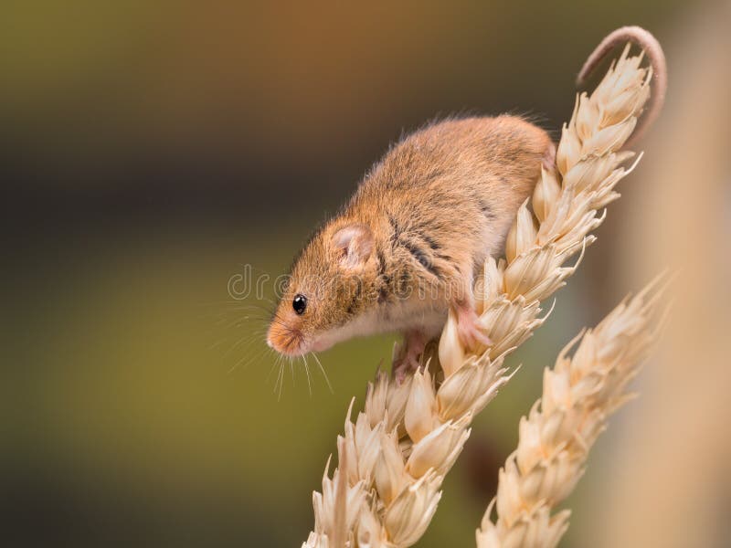 Tiny harvest Mouse stock photo. Image of animal, wheat - 104123540