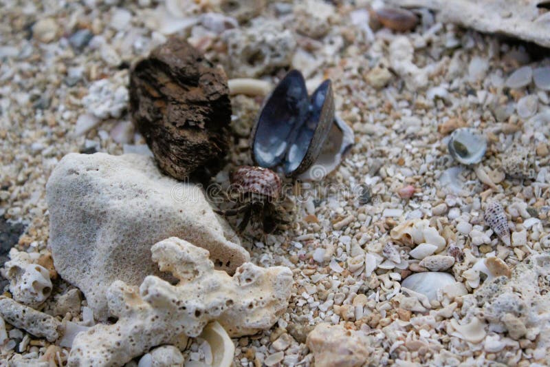 A Tiny Hermit Crab in a Shell on a Rock Stock Image - Image of wildlife ...