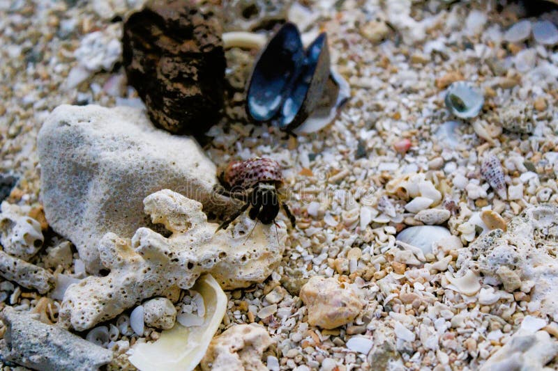 A Tiny Hermit Crab in a Shell on a Rock Stock Photo - Image of island ...