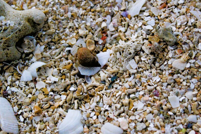 A Tiny Hermit Crab in a Shell on a Rock Stock Image - Image of aquatic ...
