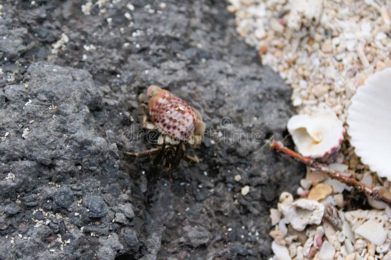 A Tiny Hermit Crab in a Shell on a Rock Stock Image - Image of marine ...