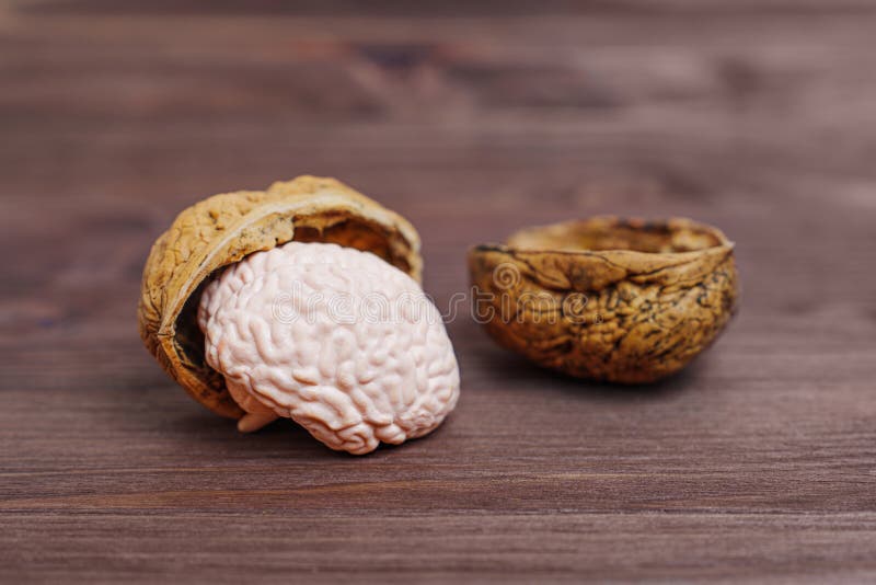 Tiny Human Brain in a Nutshell Stock Image - Image of wooden, idea ...